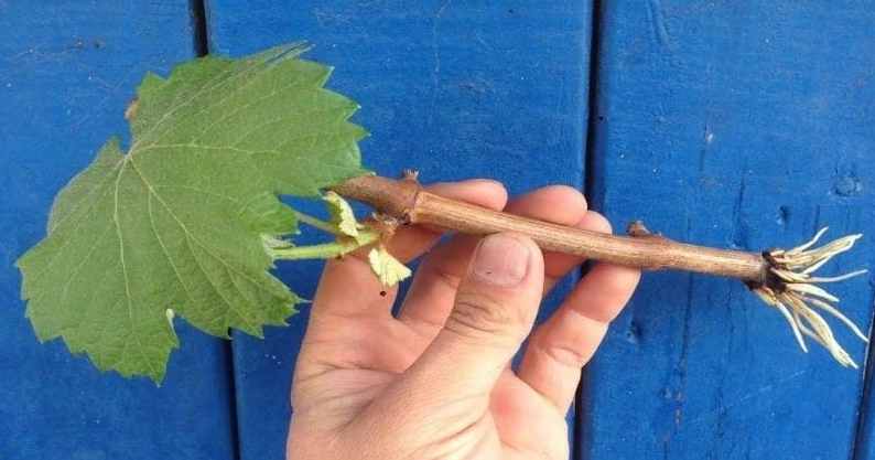 Grower revealed a secret trick to reliably root grapevines: You’ll ...