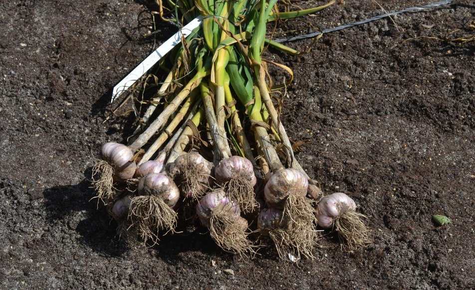 Home-grown high-quality garlic isn't rocket science, you just need to ...