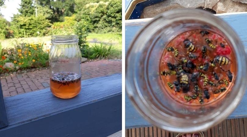 A simple, cheap and effective wasp trap that my husband makes every ...