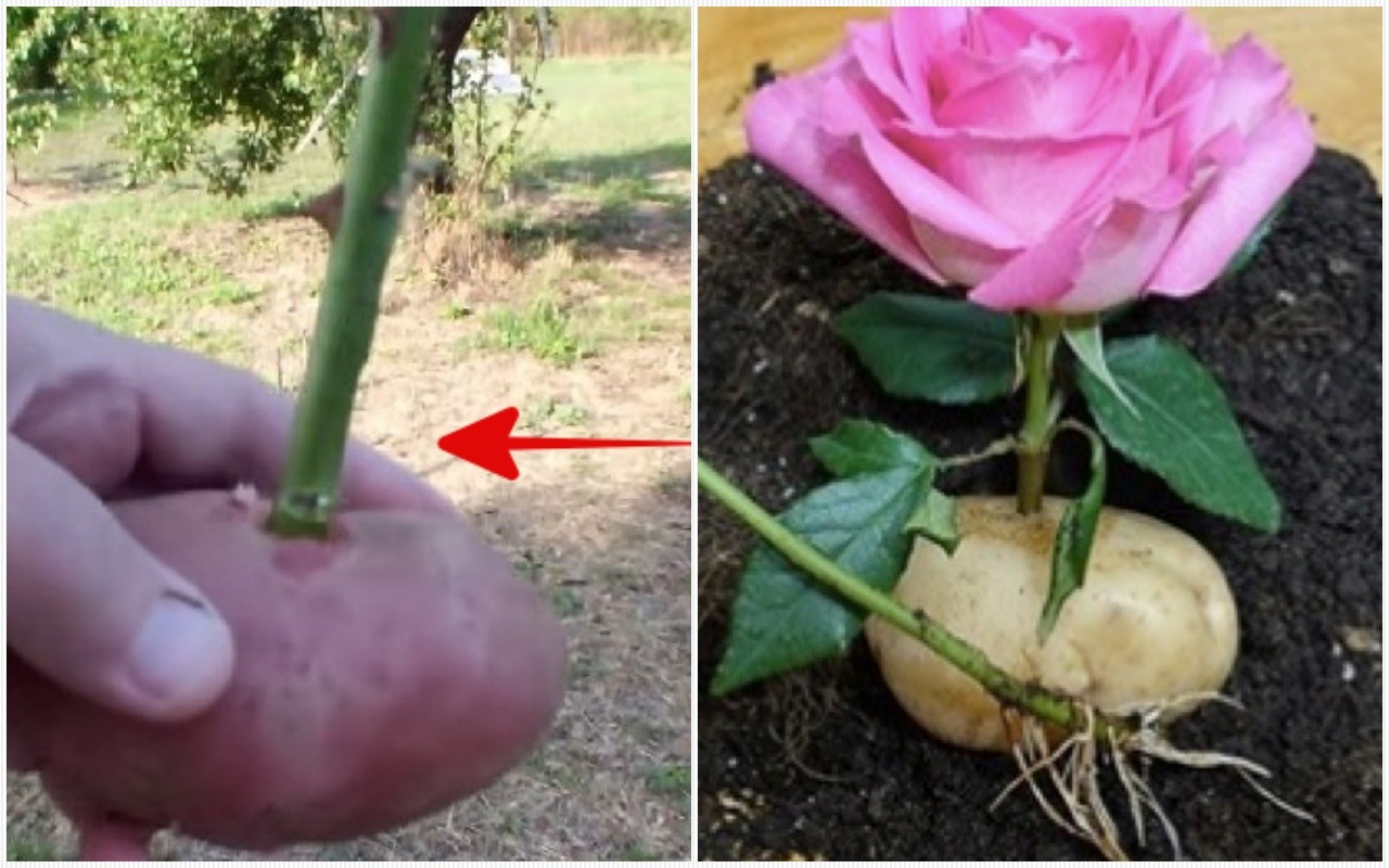 A secret gardener's trick to quickly root roses: Since I learned this ...