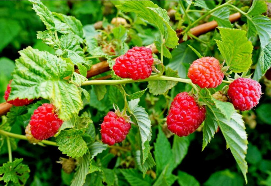 A miracle against colds and fevers straight from your garden – that is ...