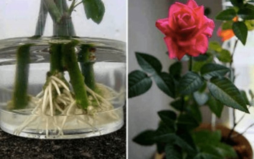 A tried-and-tested old wives' trick to get purchased cut flowers to ...