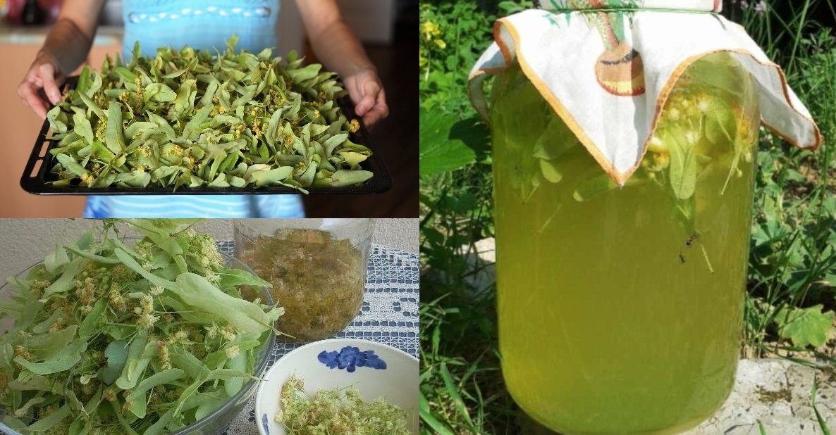 Are you collecting linden blossoms? It's a panacea that helps with high ...