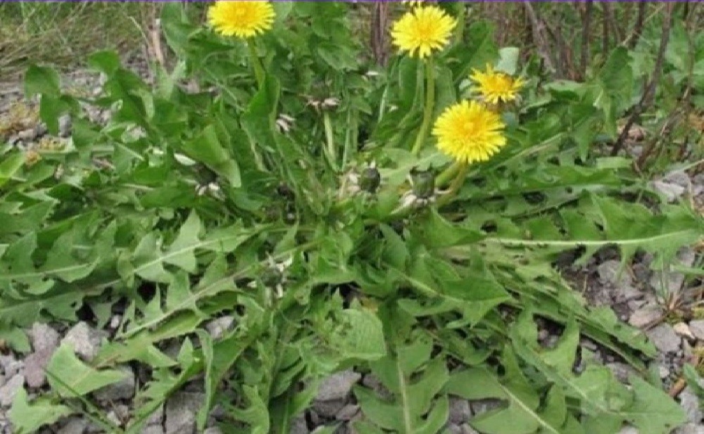 Try the amazing power of the root of this plant and you will no longer ...