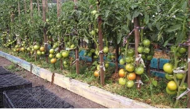 A bountiful tomato harvest guaranteed: Just know these tricks and you ...