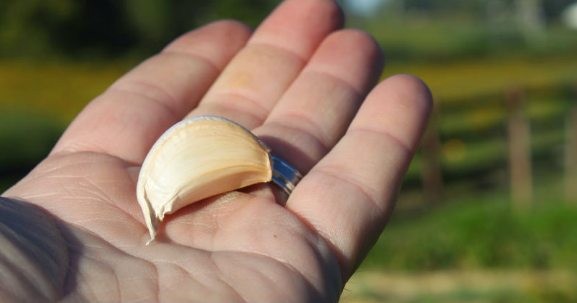 How to use garlic to treat fungal and bacterial infections - i-Recipe