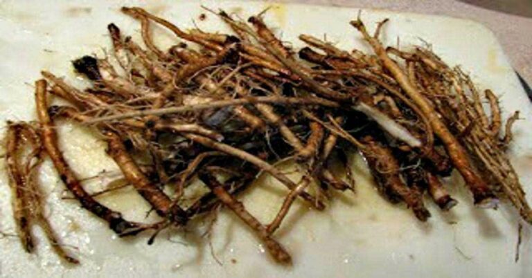The root that can destroy cancer cells in as little as two days - i-Recipe
