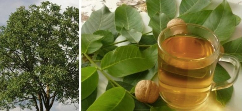 You have these leaves in your garden and you don't even know about ...