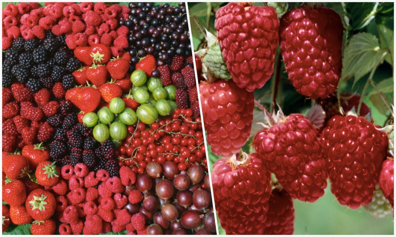 A big secret my grandmother told me. This is how to increase the yield ...