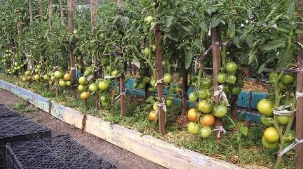 A plentiful tomato harvest guaranteed: Just know these tricks and you ...