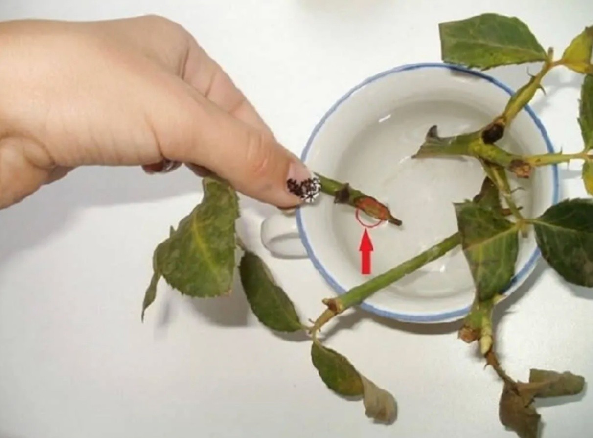 I recommend this to anyone who wants to root roses from a gifted ...