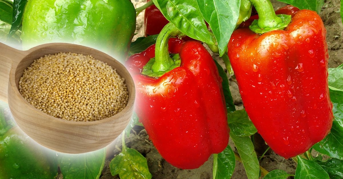 Get a plentiful harvest of peppers using ordinary millet. We'll show ...