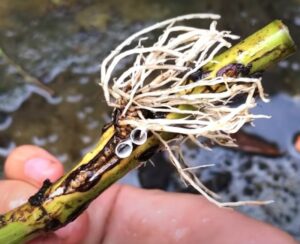 Spring is beginning and this is advice from a professional: forget ...