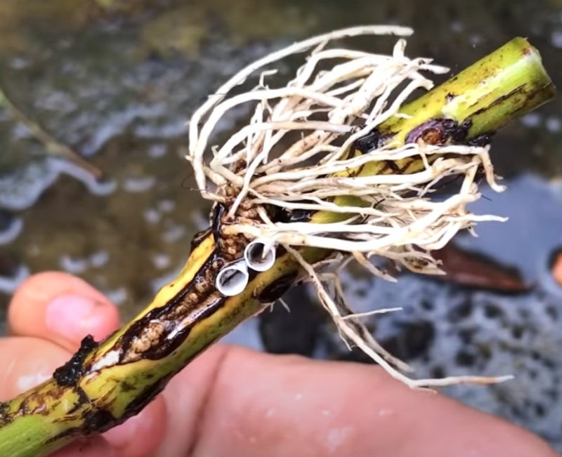 Spring is beginning and this is advice from a professional: forget ...