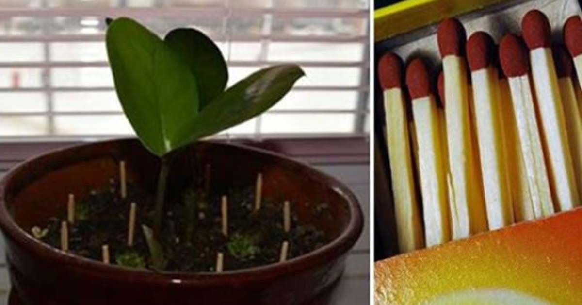 If you put matches into a flowerpot, after a few days you'll get ...