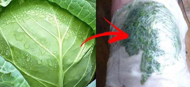Great compresses made from cabbage leaves. All you need is cabbage and ...