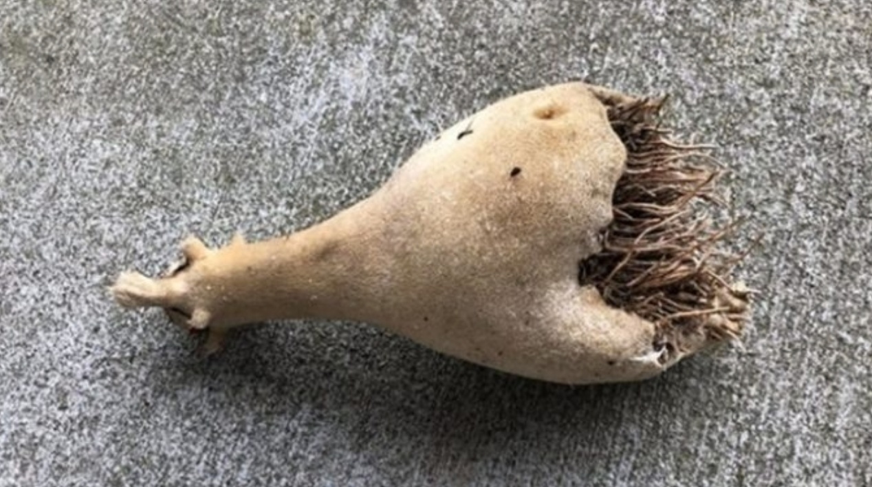 Woman found a very strange stump on the ground by her house: A week ...