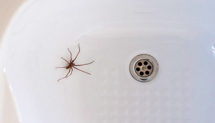 Scientists say it's perfectly normal to want to kill a spider. Here's ...