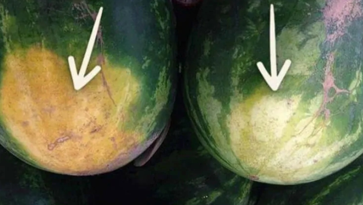 If you want to pick an excellent watermelon, you don't have to knock on ...