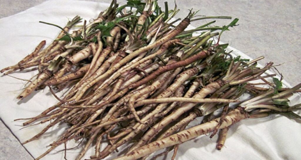 The most powerful ROOT in the world: A herb with unbelievable strength ...