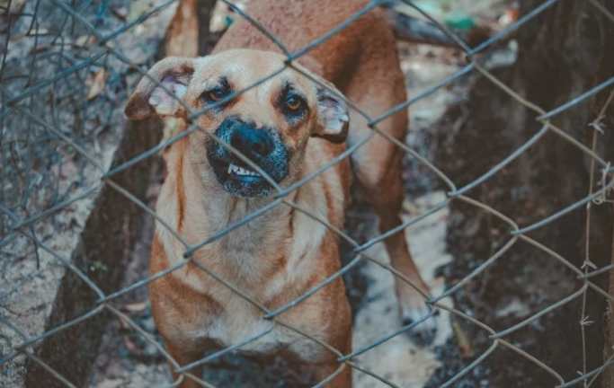 Scientists have created a list of the 22 most aggressive dog breeds ...