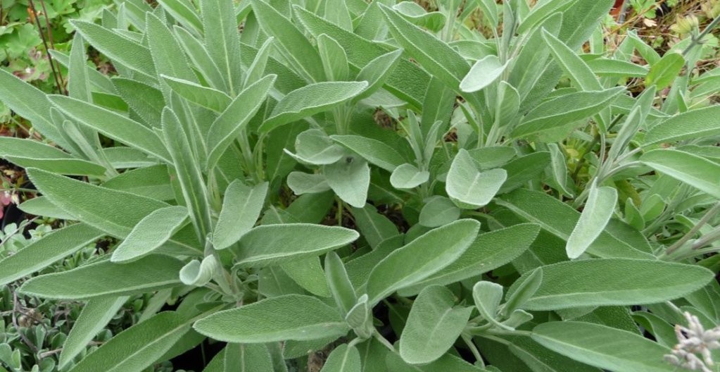 What can common sage do? It will rid you of a whole range of ailments ...