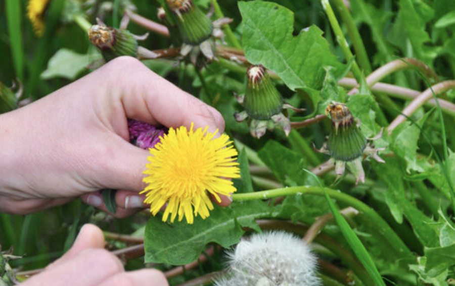 Just pick the roots of this inconspicuous plant, which has strong ...