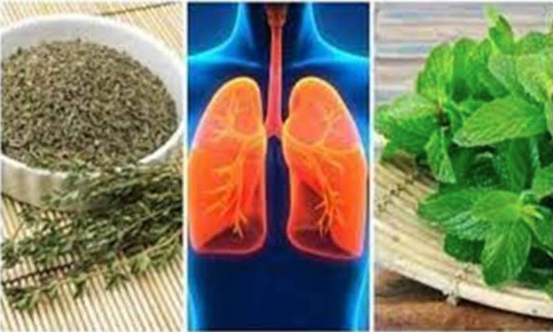 10 plants that cleanse the lungs, prevent bronchitis, asthma and colds ...