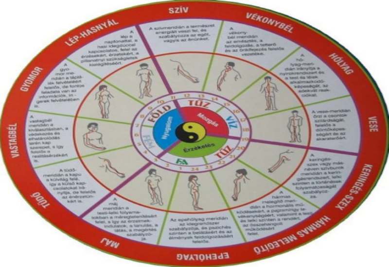 Optimize your health according to biological clocks: When is each organ ...