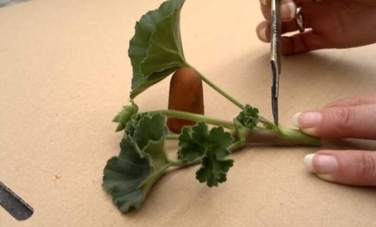 7 Tricks for Gardeners: How to Keep Geraniums Lush and Constantly ...