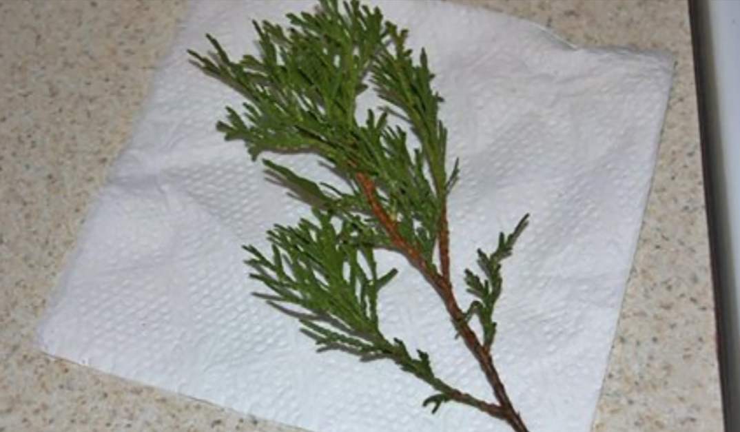 Great trick for gardeners: How to easily propagate thuja Propagating ...