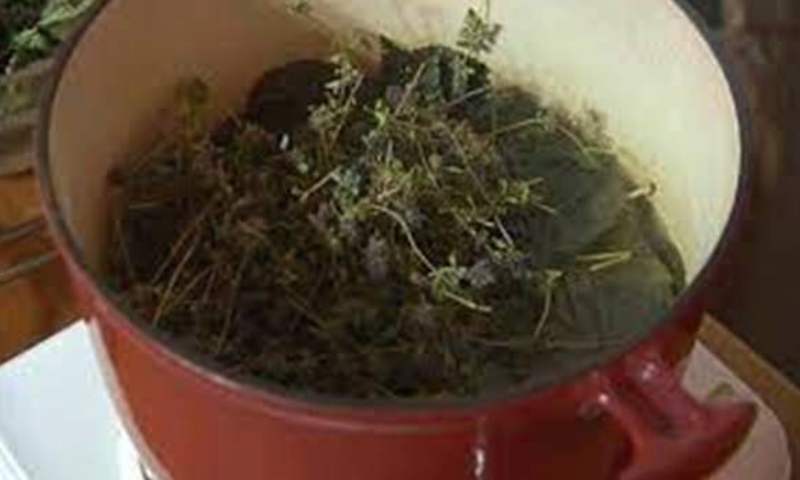 3 powerful herbs against cough and lung infections - i-Recipe