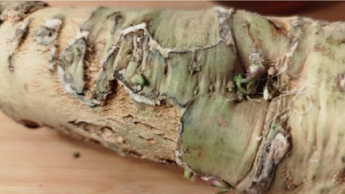 This root heals joints, cartilage and rheumatic pain! Our grandmothers ...