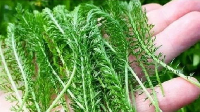 Common yarrow: A natural remedy for women's problems, inflammations and ...
